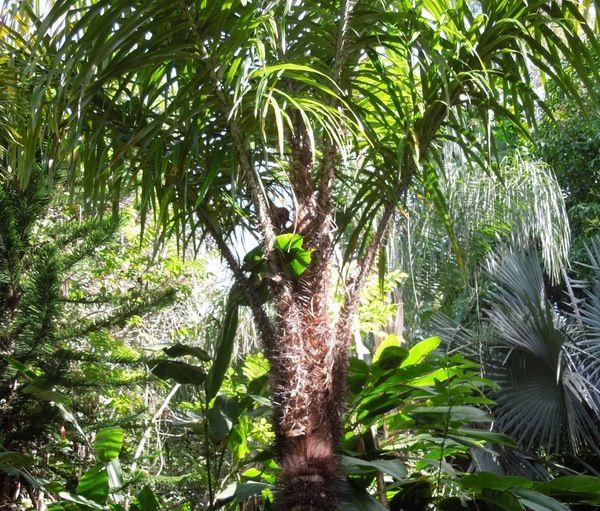 Biovontade | Products > Vegetable butters from Amazonia > Murumuru