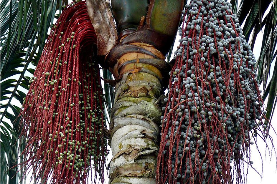 Biovontade | Produits > Huiles végétales d'Amazonie > Pataua