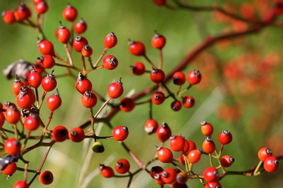 Biovontade | Products > Other vegetable oils > Rose Hip