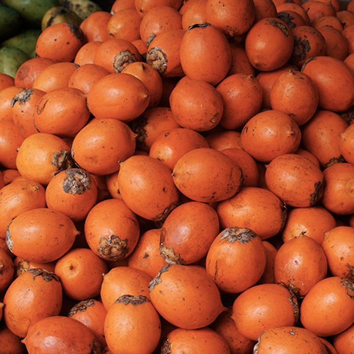 Biovontade | Produits > Huiles végétales d'Amazonie > Tucuma