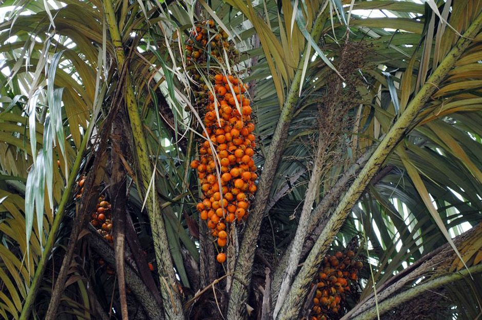 Biovontade | Produits > Huiles végétales d'Amazonie > Tucuma