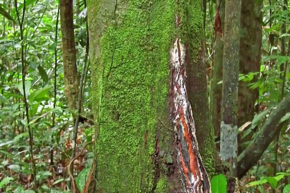 Biovontade | Products > Vegetable Resins and Balsams > Breu-Branco