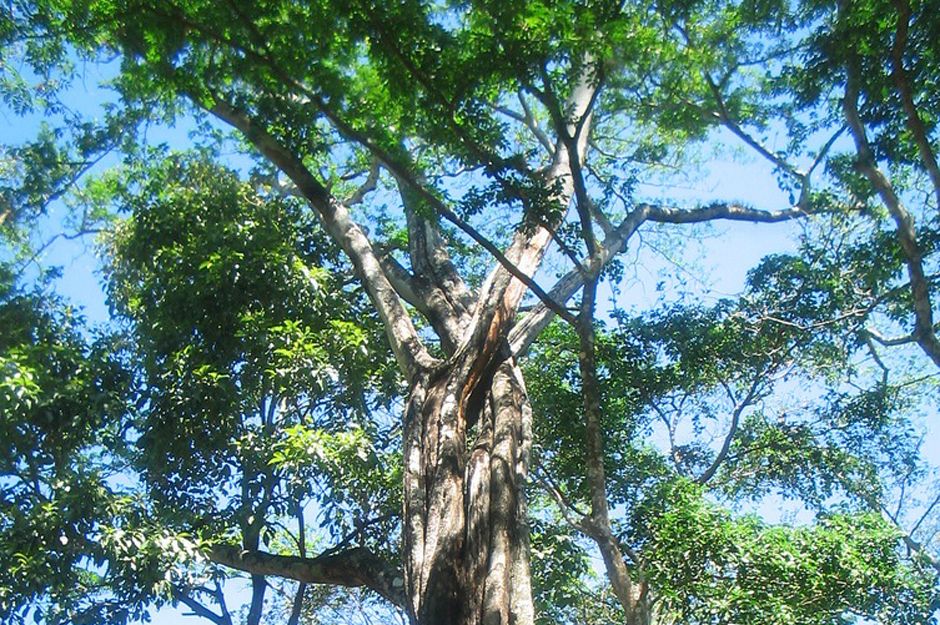 Biovontade | Produits > Résines et Baumes végétaux > Baume Tolu