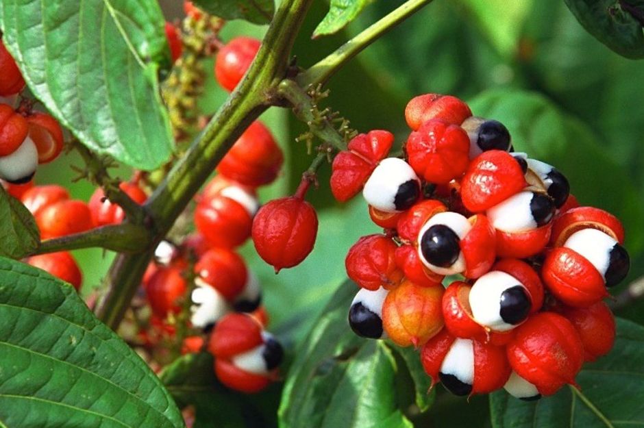 Biovontade | Productos > Otros extractos de plantas > Guarana
