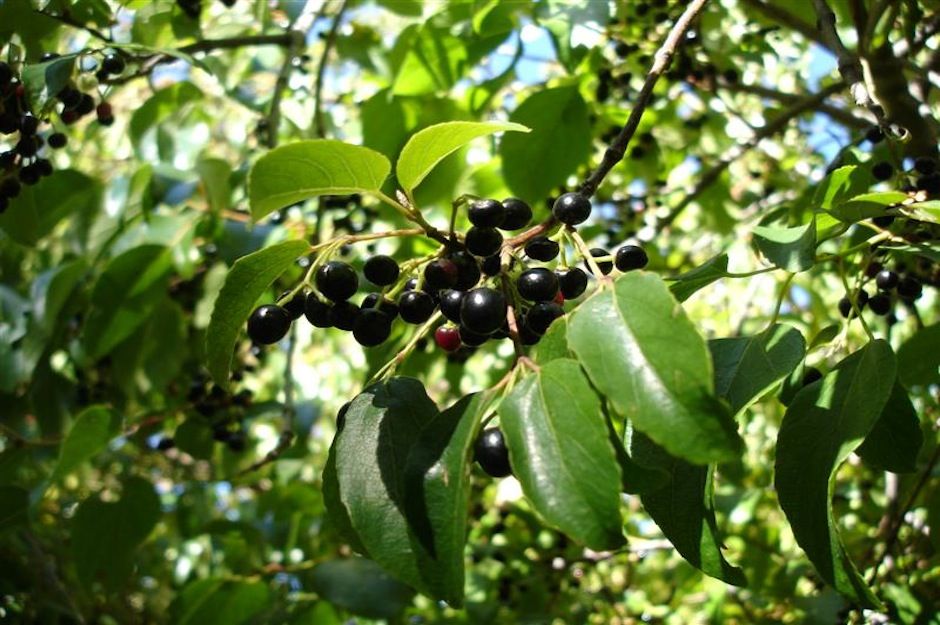 Biovontade | Produits > Autres extraits végétaux > Maqui