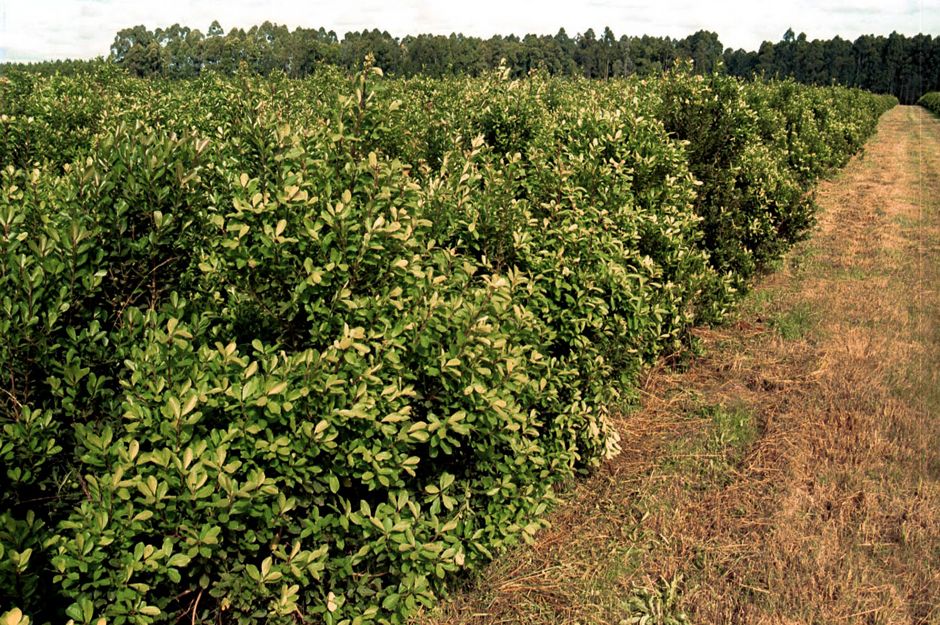 Yerba Mate Tree
