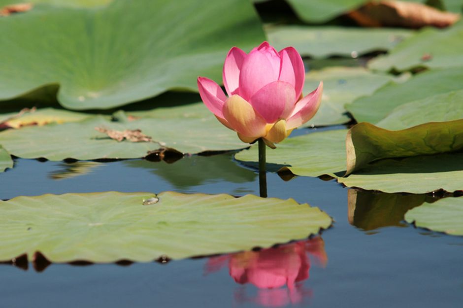 Biovontade | Productos > Otros extractos de plantas > Nelumbo nucifera