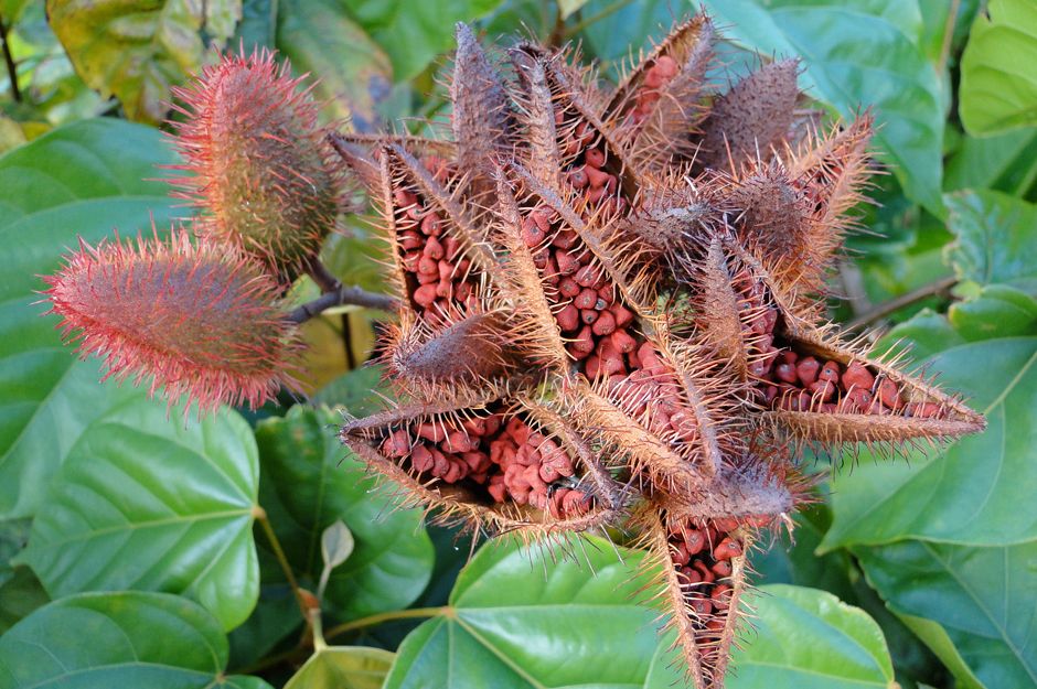 Biovontade | Produits > Autres extraits végétaux > Roucou